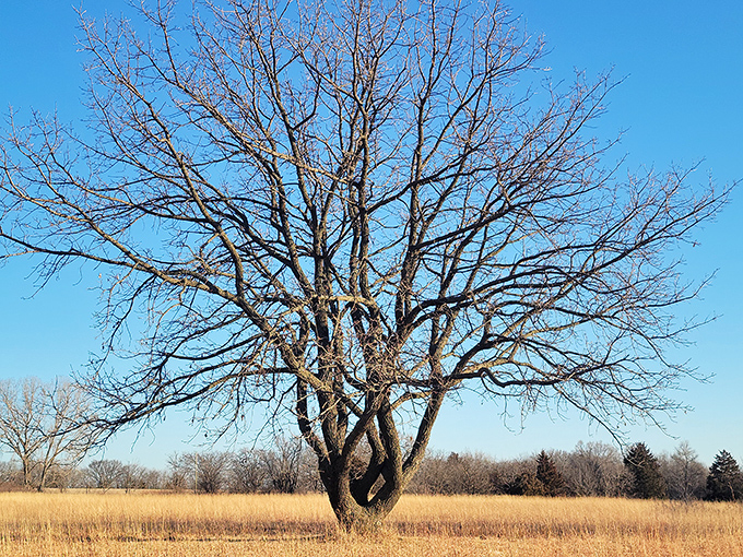 Winter reveals the sculptural beauty of prairie sentinels. This bare tree stands as a reminder that Milford's beauty transcends seasons.