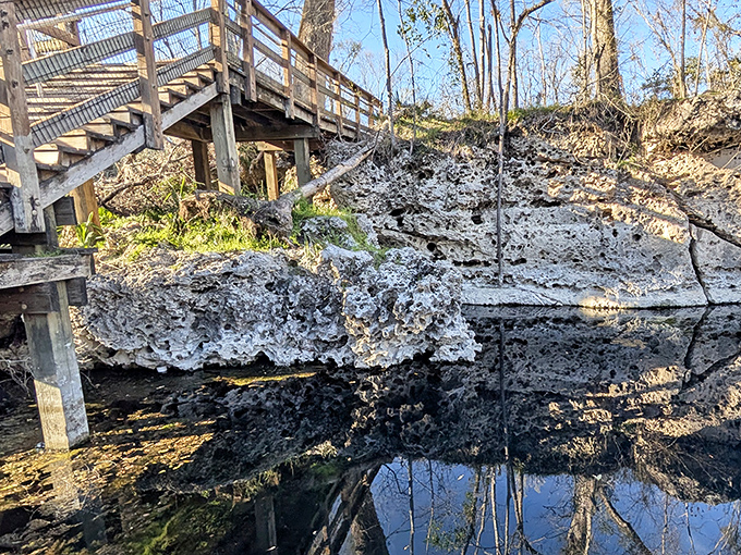 Limestone formations reveal Florida's ancient oceanic past. These rocky outcrops are like pages from Earth's autobiography, telling stories millions of years old.