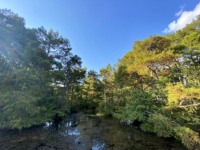 A creek winding through autumn's golden palette. Nature's own lazy river, minus the chlorine and inflatable tubes with cup holders.