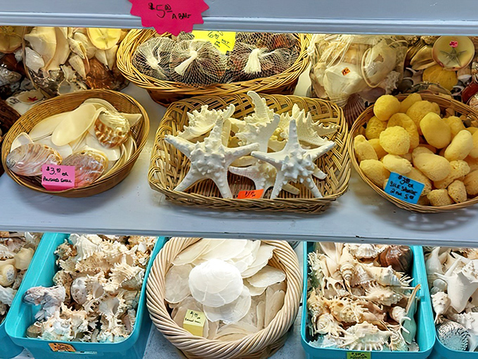Seashell treasury that brings the beach home without the sand in uncomfortable places. Nature's perfect souvenirs, price tags included.