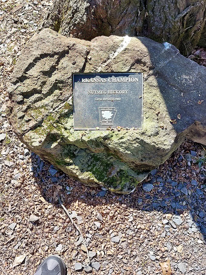 This marked stone stands as a quiet historian, witnessing decades of visitors who've paused to appreciate this architectural gem.