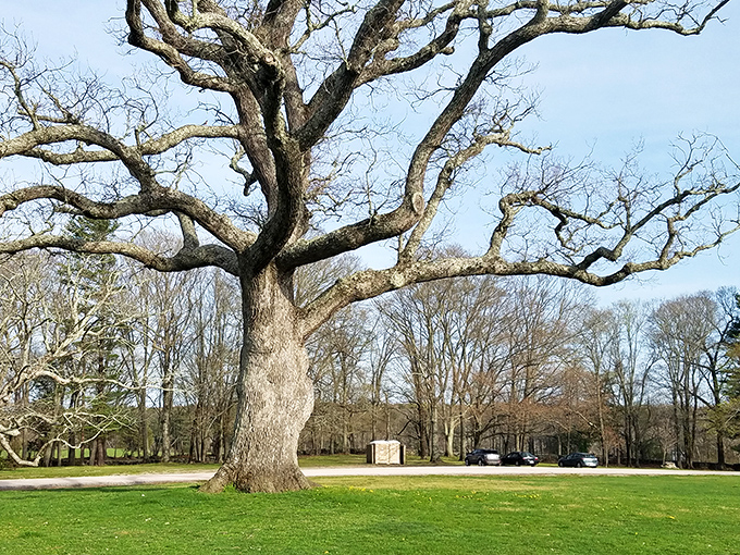 Nature's elder statesman: This magnificent oak has stood sentinel for centuries, its sprawling branches creating a natural cathedral in the heart of the park.