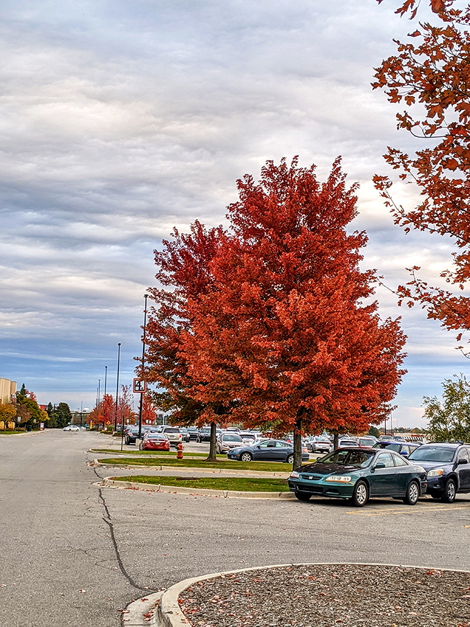 Fall transforms the parking lot into a Michigan postcard, where crimson trees stand guard over cars filled with shopping bags and emptied wallets.