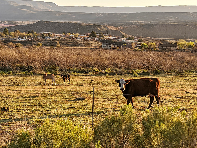 Rural landscapes surround Clarkdale, where cows enjoy million-dollar views without paying property taxes. Pastoral perfection with mountains on the horizon.