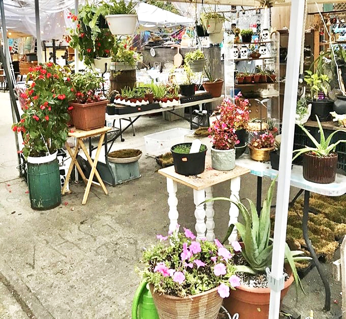 Plant paradise where urban thumbs turn green. From tiny succulents to statement ferns, nature finds a way&mdash;right into your apartment.