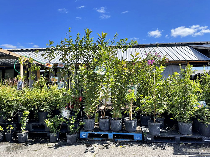 Green thumbs rejoice! These potted possibilities offer instant landscaping gratification without the backbreaking work of starting from seeds. 