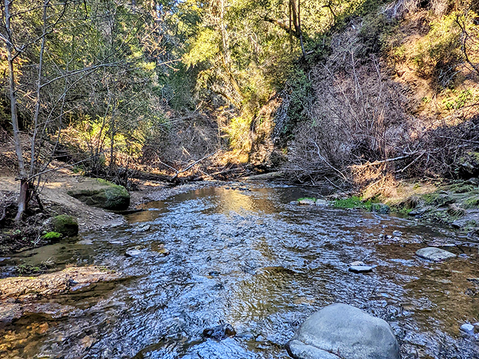 Pescadero Creek flows with the unhurried confidence of someone who knows exactly where they're going and isn't checking their watch.