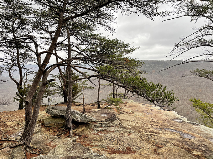 Wind-sculpted pines cling to this rocky bluff like nature's bonsai masters, demonstrating the art of beautiful survival.