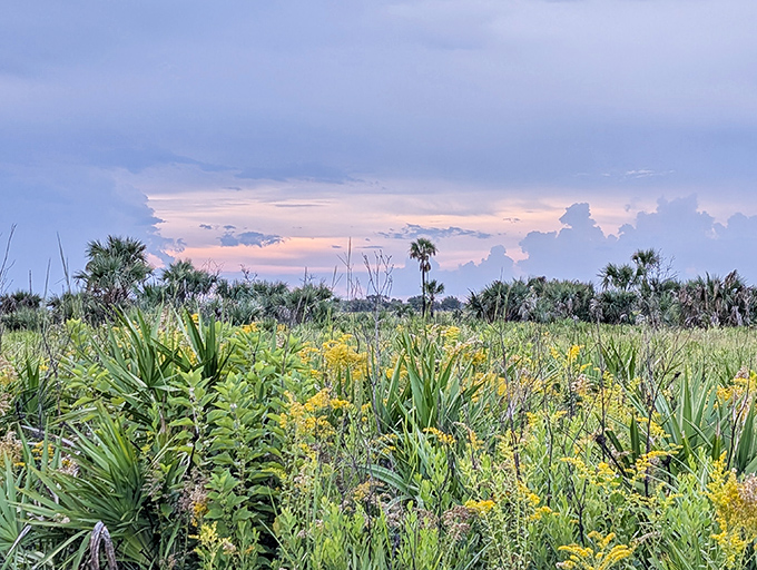 Sunset paints the prairie with golden light, transforming ordinary grasses into a sea of luminous wonder.