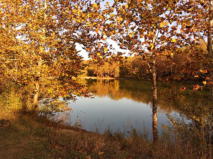 Autumn paints Sycamore Park in amber and gold, reflecting in still waters like nature's own Instagram filter.