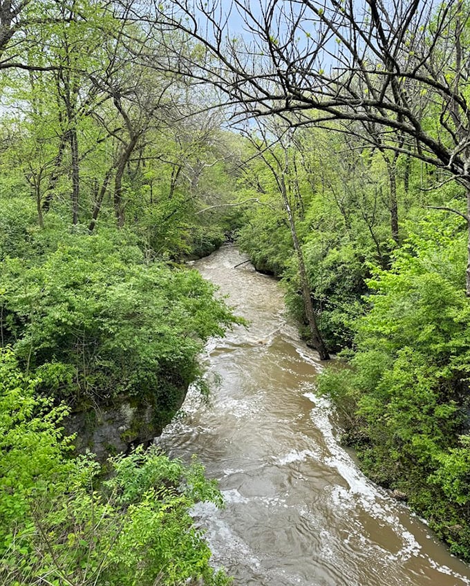The stream meanders through the landscape like nature's own blue ribbon, tying the forest together in one perfect package.