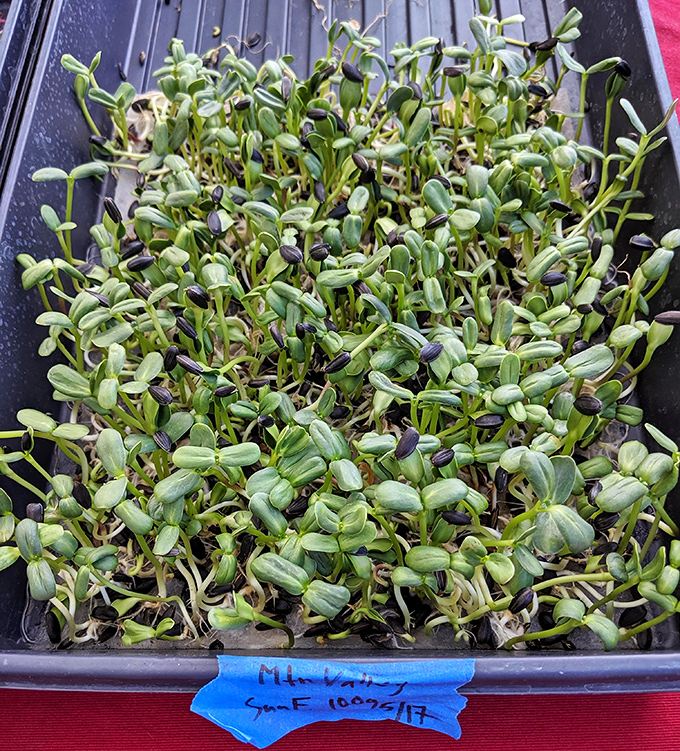 Bread architecture that deserves its own museum exhibit. These loaves aren't just baked&mdash;they're crafted with the precision of a Swiss watchmaker. 