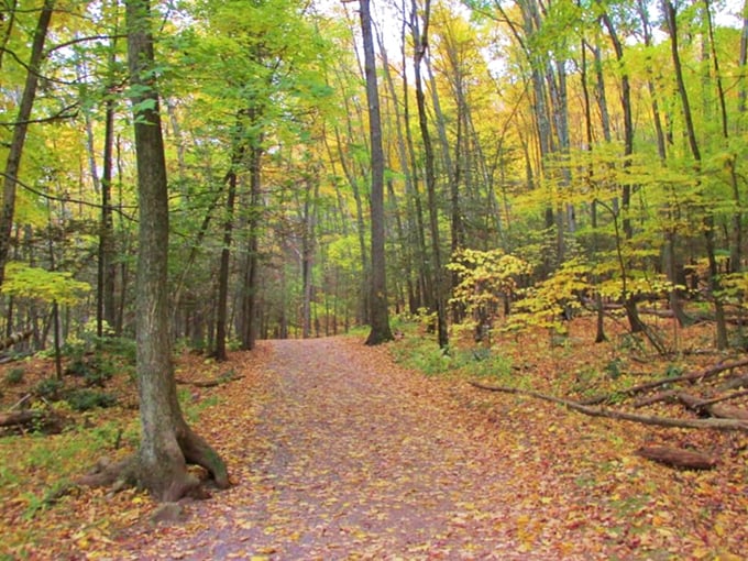 Autumn's leafy carpet transforms an ordinary trail into nature's red carpet. Walking here feels like starring in your own personal fall foliage documentary. 