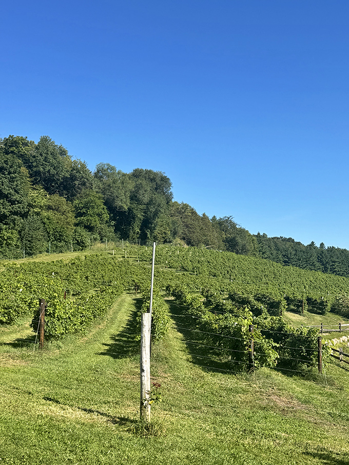 Vineyard rows march up the hillside in perfect formation, each vine a soldier in the noble army of winemaking.