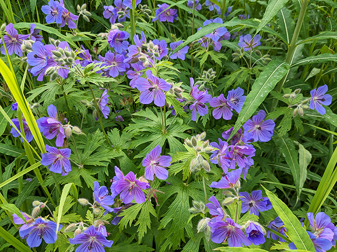 Wild geraniums paint the forest floor in vibrant purple, nature's way of proving that even the toughest wilderness appreciates a good makeover.