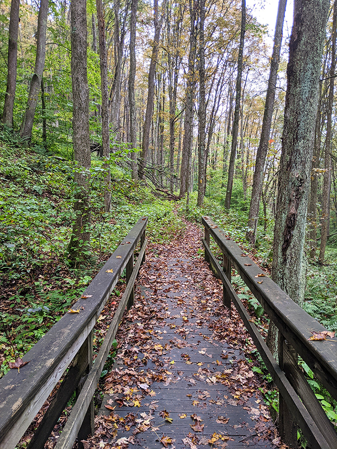 The boardwalk trail guides you through the forest, keeping your feet dry while your soul gets thoroughly soaked in nature.