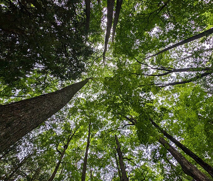 Look up and remember how small we are &ndash; these towering sentinels have been reaching for the sky since your grandparents were young.