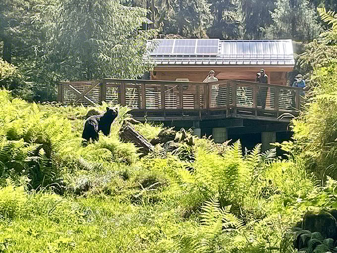 That black bear at Anan Wildlife Observatory didn't make a dinner reservation, but showed up anyway. Nature's VIP guest doesn't need one.
