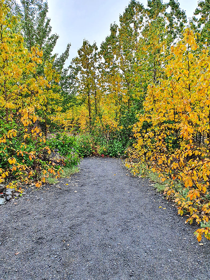 Autumn's golden corridor: nature's version of the yellow brick road, leading not to Oz but to something even better&mdash;pure, unfiltered wilderness.