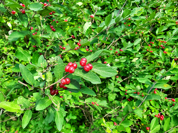 Nature's candy store: wild berries adding splashes of crimson to the greenery. Look but don't sample&mdash;these ones are strictly for the birds.