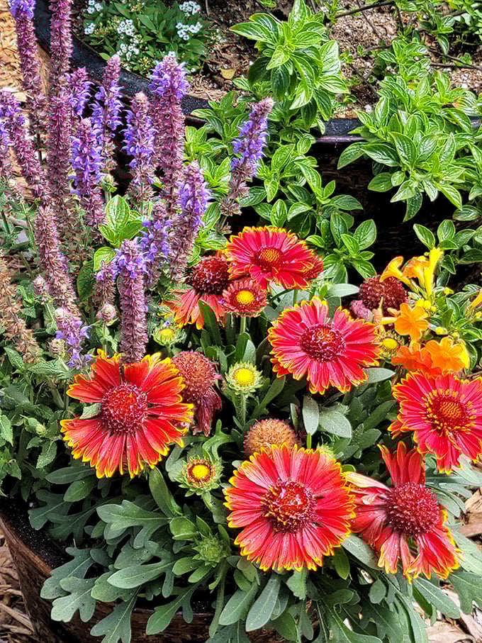 Vibrant blanket flowers prove that native plants don't sacrifice color for practicality. Garden eye candy that butterflies find just as irresistible as humans do.