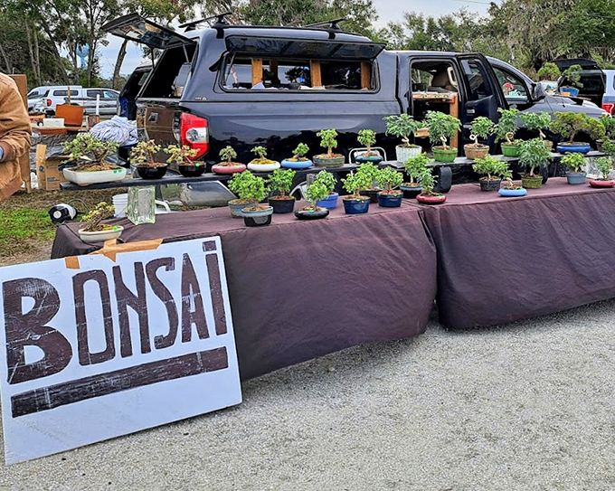 Patience in plant form. These meticulously maintained bonsai trees represent years of careful pruning, the perfect hobby for those who find meditation in miniature. 