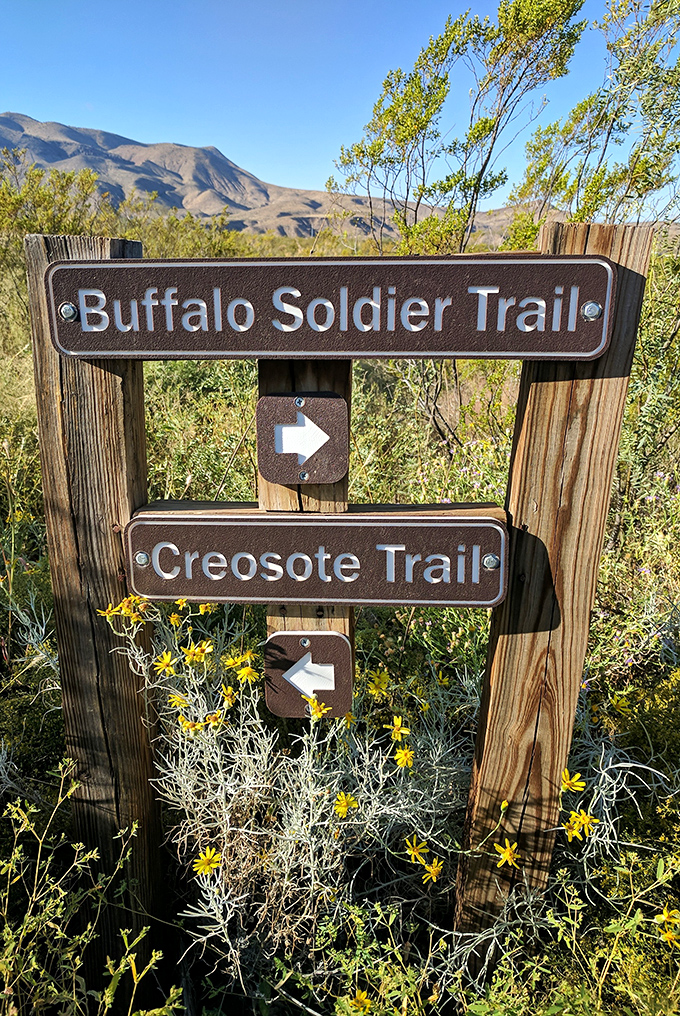 Trail signs in the blooming desert feel like nature's version of a choose-your-own-adventure book. Buffalo Soldier or Creosote? The journey awaits!