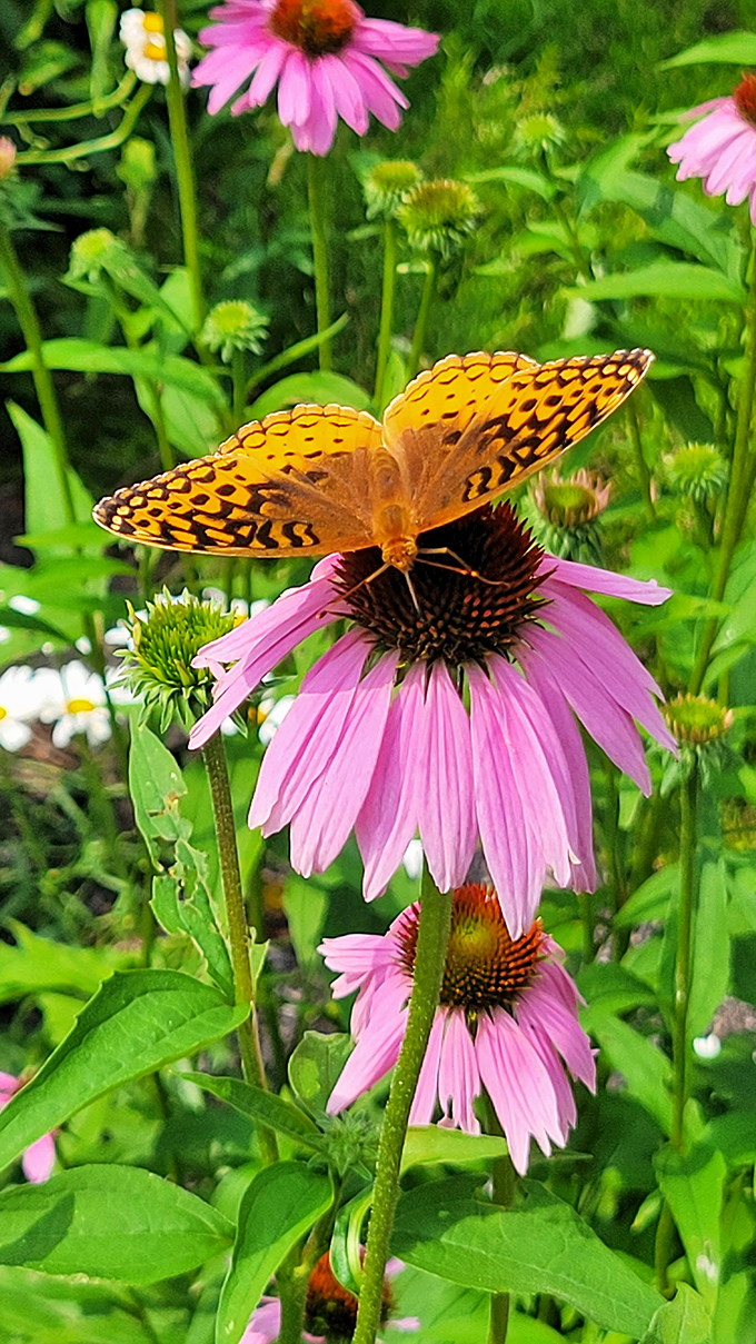 A winged masterpiece taking a nectar break. This fritillary butterfly turns a simple coneflower into a dining experience worthy of a Michelin star. 