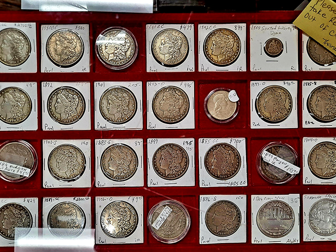Morgan silver dollars displayed with the reverence of museum artifacts. Each coin a tiny time capsule from America's past.