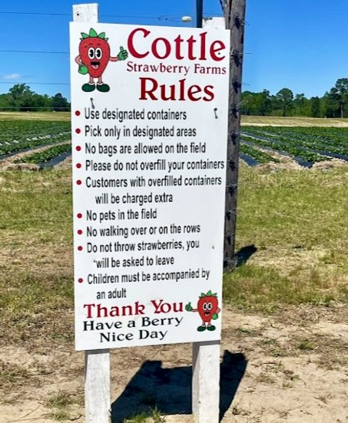 Even paradise needs ground rules. The farm's friendly but firm guidelines ensure everyone enjoys their strawberry adventure equally.