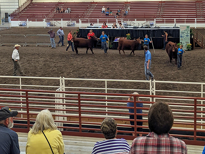 Five Points Bank Arena showcases agricultural traditions where the only thing more impressive than the livestock is how little you need to spend to enjoy quality entertainment.
