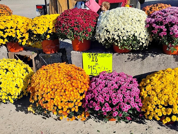 Mums the word! These vibrant blooms stand like colorful sentinels of autumn, practically daring winter to make its approach.