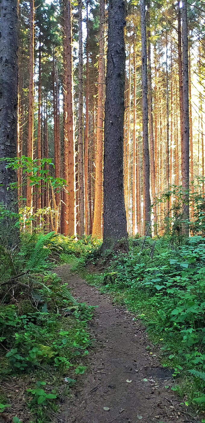 Sunbeams filtering through towering pines create nature's own light show. This forest path practically begs you to follow it into adventure.
