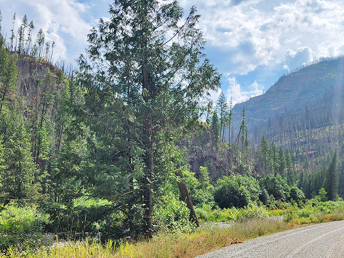 The road less traveled often leads to the best views &ndash; this forest-lined route alongside the Thompson River proves the old adage true.