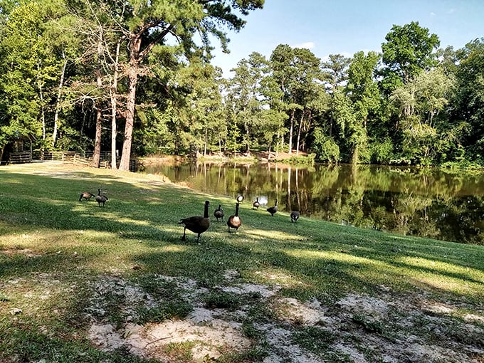 Local parks provide sanctuary for both wildlife and humans seeking respite from retirement planning, where geese gather without worrying about their 401(k)s.