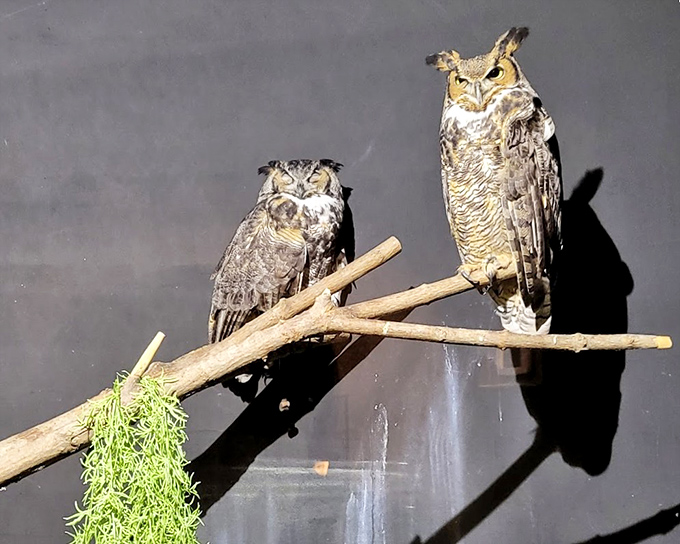 We see you eyeing that gift shop mug. These Great Horned Owls perch with that signature judgmental stare, reminding visitors that some of nature's most effective predators come in surprisingly compact packages.