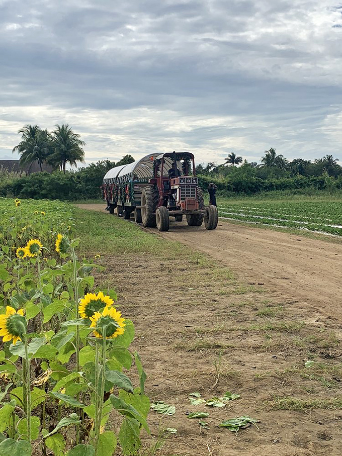 The farm's hayride isn't just transportation&mdash;it's a journey through fields of possibility, with sunflowers standing guard along the way.