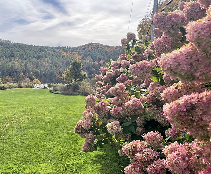 Kelly Way Gardens' hydrangeas bloom with such enthusiasm, they make other flowers look like they're not even trying.
