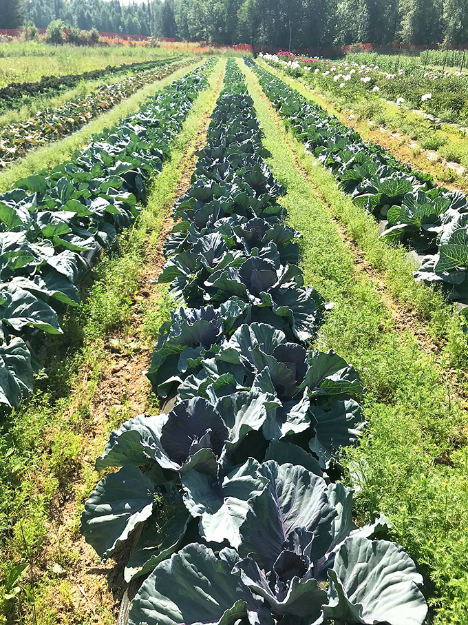 Rows of cabbage standing at attention in Talkeetna's fertile soil &ndash; proof that Alaska grows vegetables with the same impressive scale as its mountains.