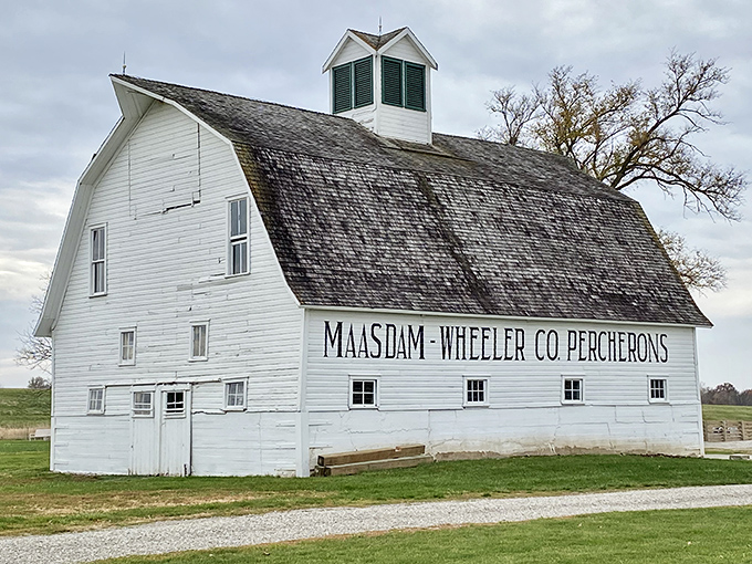 The iconic Maasdam Barn stands as a white-painted monument to Iowa's agricultural heritage &ndash; housing history within its weathered wooden walls.