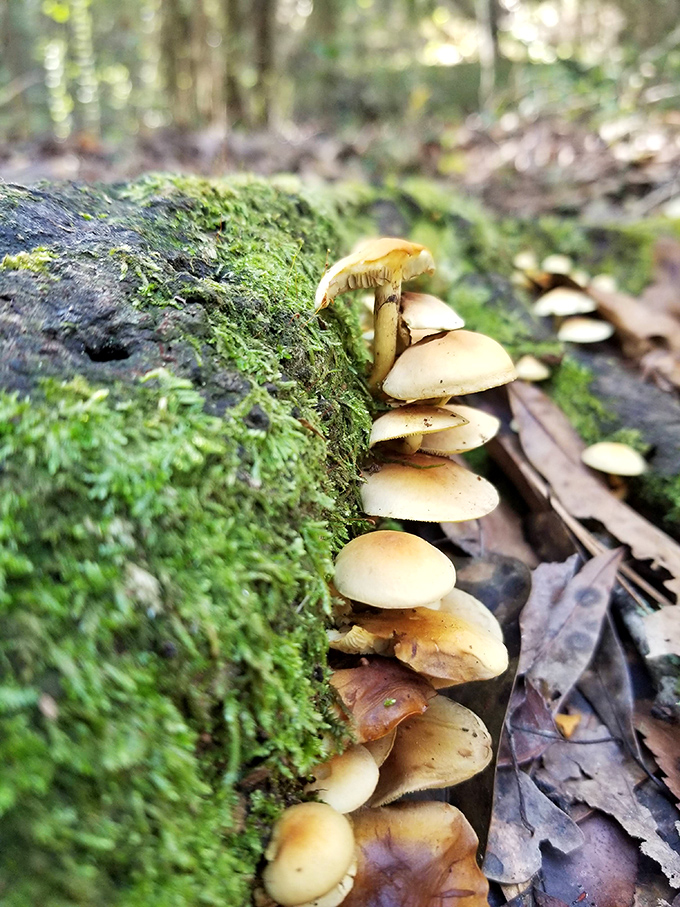 Mushrooms growing on moss-covered logs remind you that Chicot's forest floor has more going on than most people's entire gardens.
