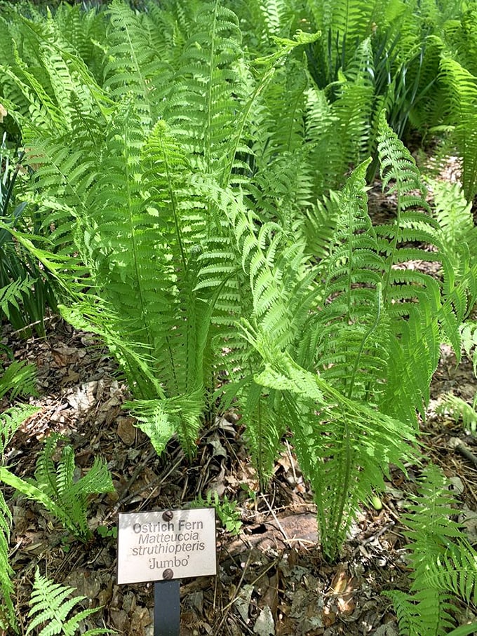 The ostrich fern, proving that not all garden residents need flowers to be absolutely stunning and worth photographing.