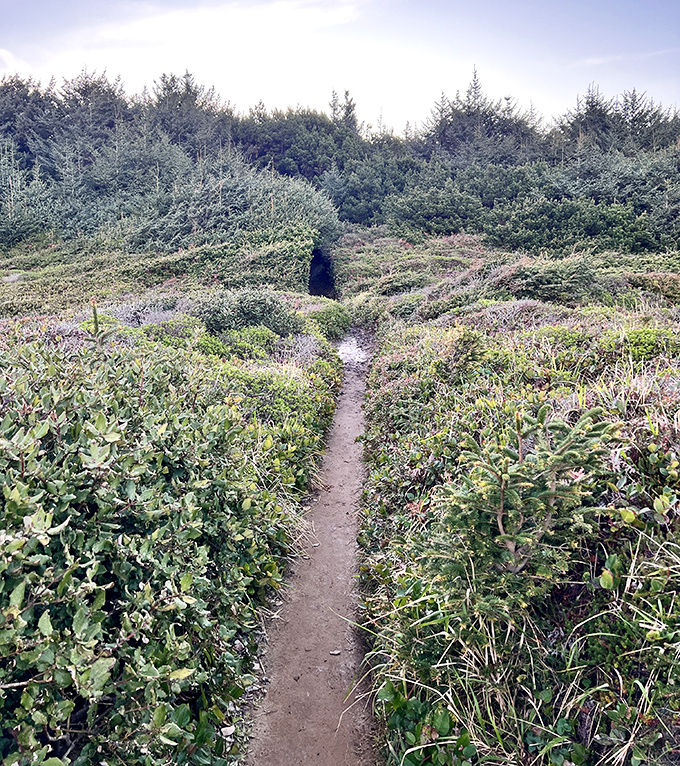 The path less traveled leads through coastal vegetation to hidden viewpoints&mdash;Nesika's version of the yellow brick road, minus the flying monkeys.