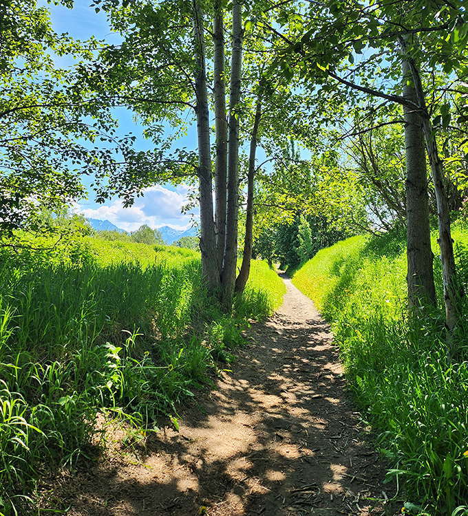 Palmer's rail trail cuts through summer green so vibrant it looks like someone adjusted the saturation settings too high.