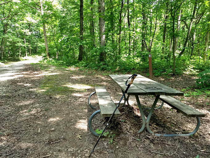 The original outdoor dining experience. This humble picnic table has hosted more memorable meals than many five-star restaurants.