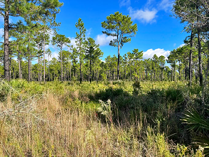 Price's Scrub State Park showcases Florida's natural side, where longleaf pines stand tall like nature's own skyscrapers in a sea of palmettos.
