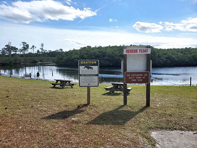 Swimming area signs that perfectly capture Florida's relationship with alligators: respectful coexistence with a healthy dose of caution.