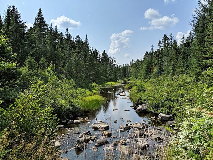 Where Umbagog's waters begin their journey &ndash; a pristine stream that hasn't changed its route since the last ice age.