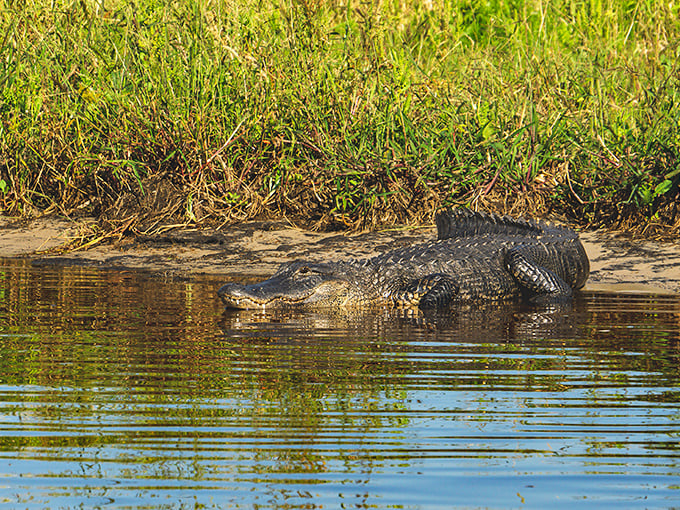 Alligators sunning along the St. Johns River remind residents that Florida wildlife comes free with your affordable Palatka lifestyle.