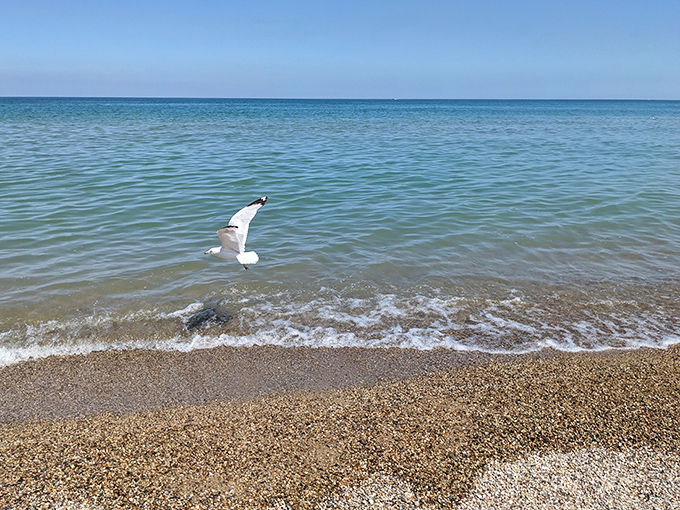 "Mind if I photobomb your beach day?" Local wildlife provides the perfect welcome committee at Mount Baldy's shoreline.